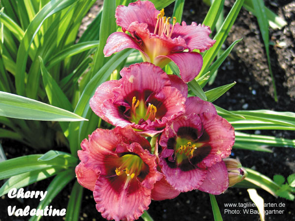 Cherry Valentine, Tagliliengarten Baumgartner