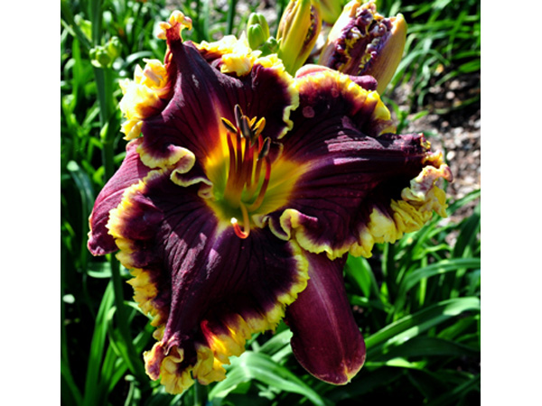 Dark Night Dynamite, Tagliliengarten Baumgartner