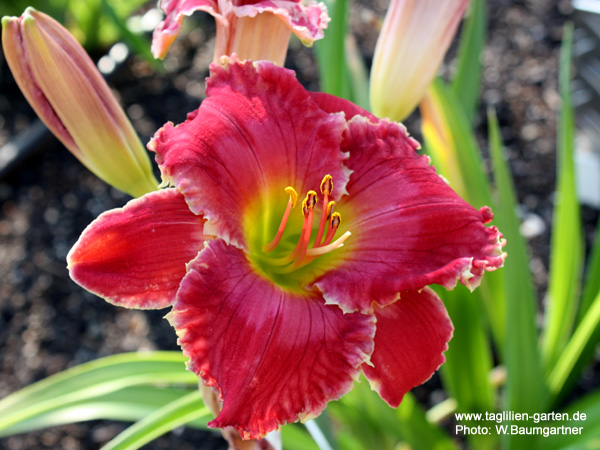 Ruby Clare Mims, Tagliliengarten Baumgartner