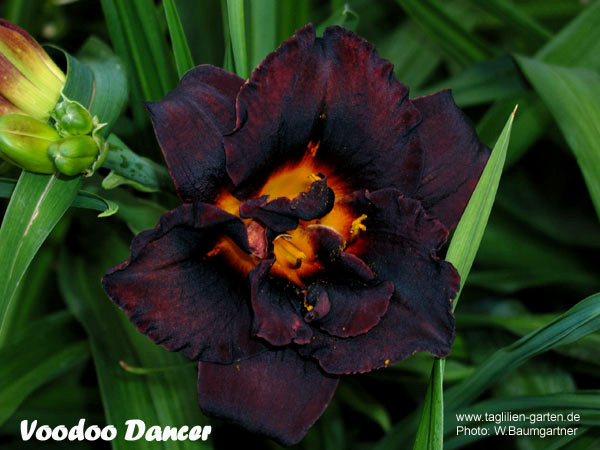 Voodoo Dancer, Tagliliengarten Baumgartner